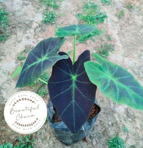 Caladium Black Beauty with FREE plastic pot, pebbles and garden soil ...