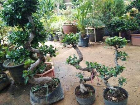 【GW】AZ Pokok bonsai ficus S | Lazada