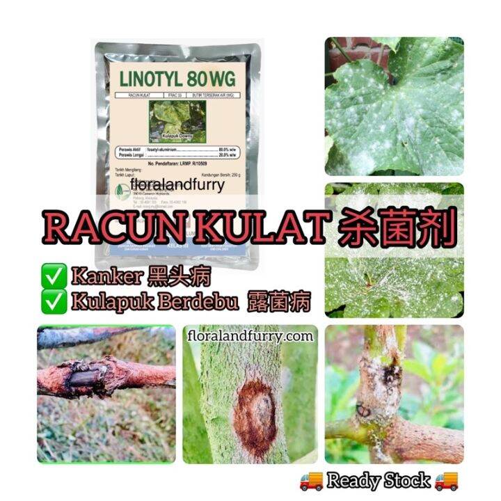 250g LINOTYL Fosetyl-aluminium 80% Racun Kulat Kanker Pokok Durian ...