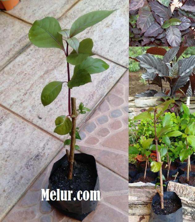 MM- Anak Pokok Puding Belacan(puding Rendang) | Lazada