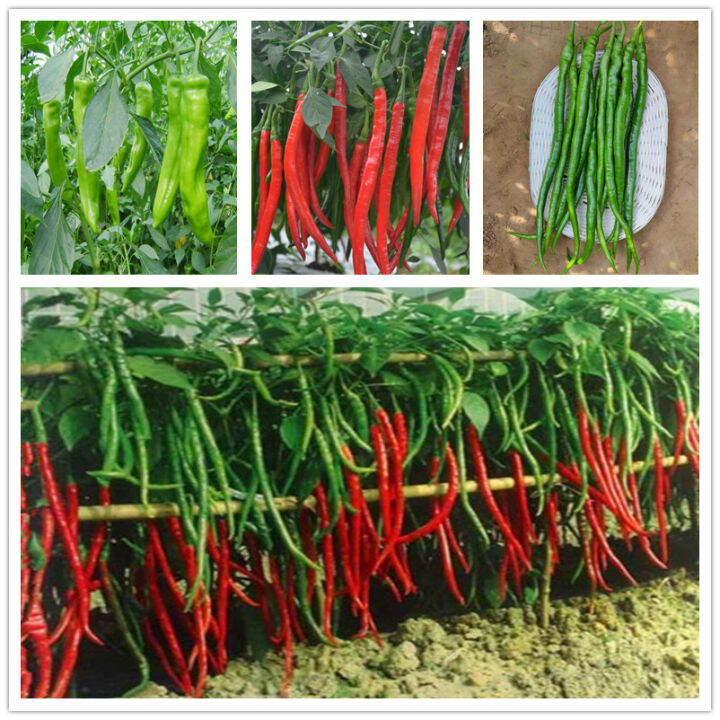 High Yield Spot 20pcs Long Chilli Seeds Home Garden Delicious Organic ...