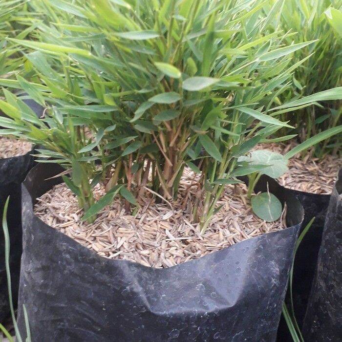 tanaman bambu jepang mini | Lazada Indonesia