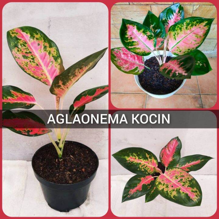 Aglaonema Kochin Tanaman Hias Aglo Kocin Tanaman Hias Ratu Daun ...