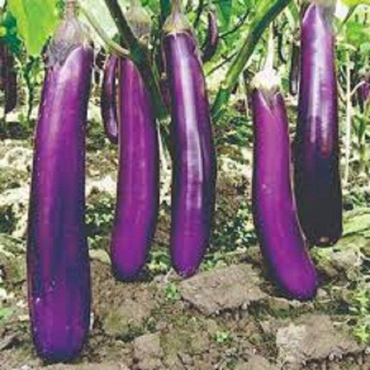 TALONG SEED`S HYBRID (LONG PURPLE EGGPLANT) VARIETY | Lazada PH