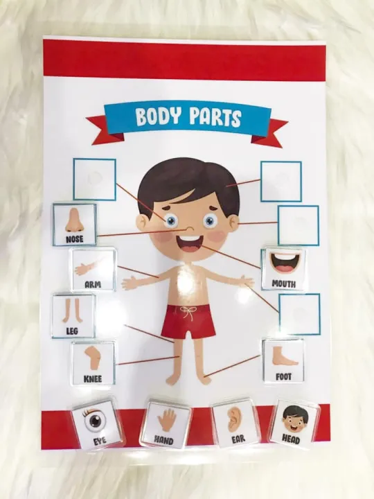 Laminated Body Parts Activity with Velcro (Boy or Girl) | Lazada PH