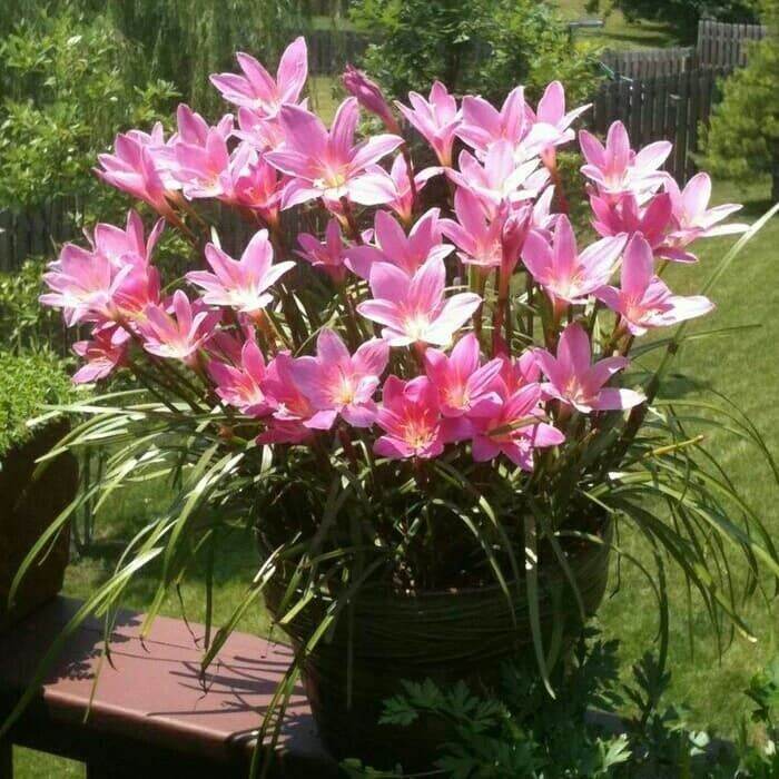 bunga lili hujan rain lily bawang bawangan | Lazada Indonesia