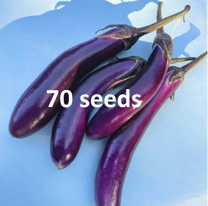 talong / eggplant seeds - P20 per pack - condor seeds - plant seed ...