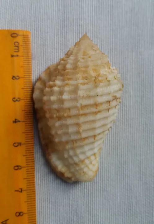 Sea shell Morum gigantes,,GEM, BIG size "HARPIDAE FAMILY" | Lazada PH