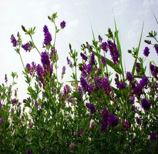 Purple flower seeds Indoor air purification Outdoor flowering live ...