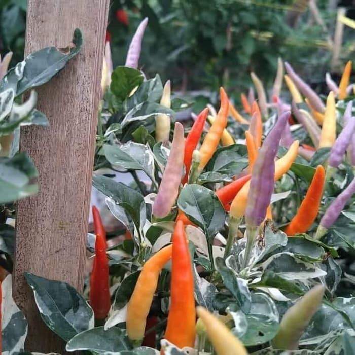 Amefurashi 10 Benih Bibit Seeds Uchu Cream Pepper Ornamental Cabe Unik ...