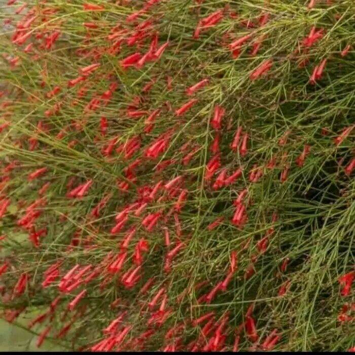 TANAMAN HIAS BERBUNGA Air mancur bunga merah (russelia equisetiformis ...
