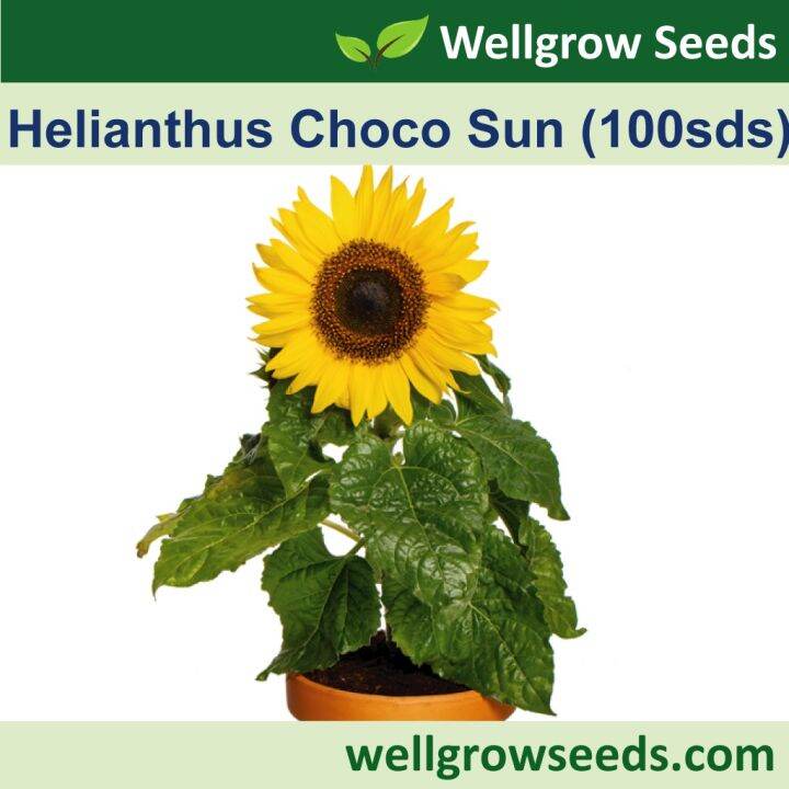 Helianthus Choco Sun (100sds) Sunflower Biji Benih Bunga Matahari ...