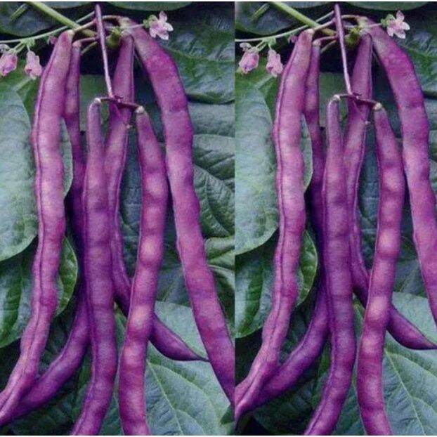 Royal Purple Pod Beans Sitao Vegetable Seeds ( 50 seeds ) - Basic Farm ...