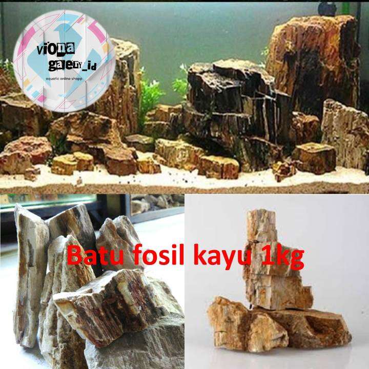 batu fosil kayu hiasan aquascape 1 kg | Lazada Indonesia