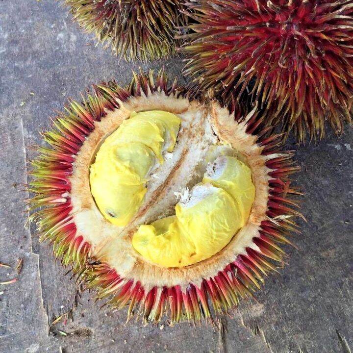 Durian Lahung Seeds Durio dulcis | Lazada