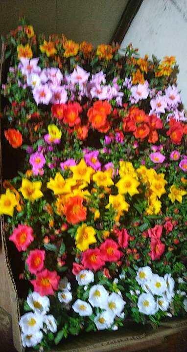80 stems Portulaca purslane grandiflora alembong plant cuttings ...