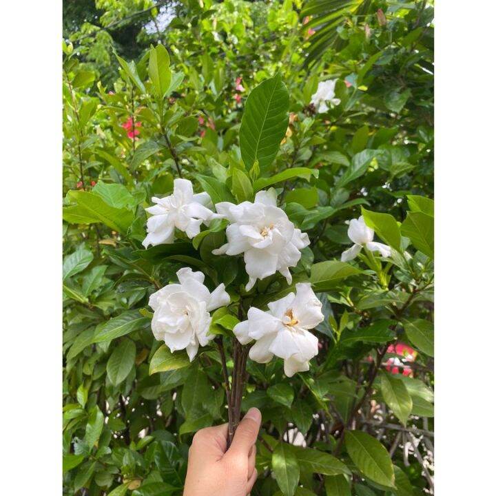 Hot sale Sweet Scented Bangkok Rosal LIVE PLANT Imported Rosal ...