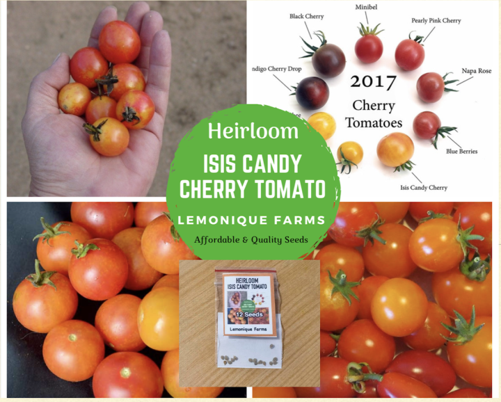 Isis candy tomato seeds | Isis Candy Heirloom Tomato | Heirloom Isis ...
