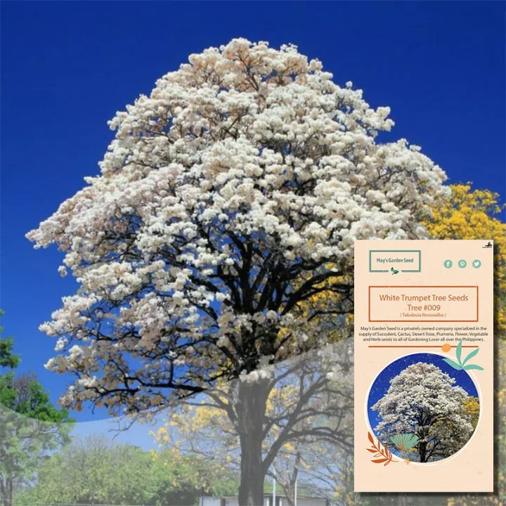 50 Seeds (buy 2 get 1 free) White Trumpet Tree Tabebuia Roseoalba Tree ...