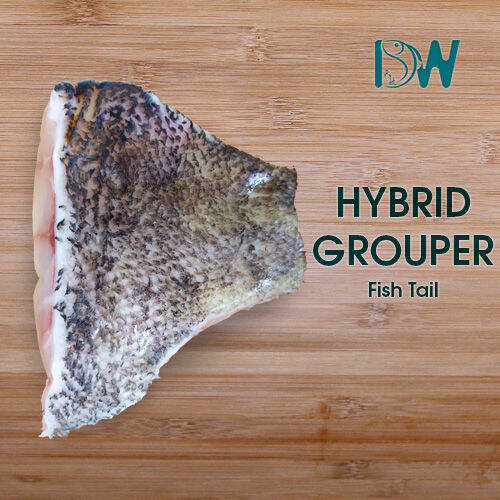 Premium Giant Hybrid Grouper Fish Tail | Lazada
