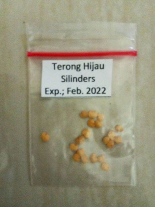 Isi 20 Butir, Benih Terong Hijau Bentuk Silinders Siap Semai/Tanam ...