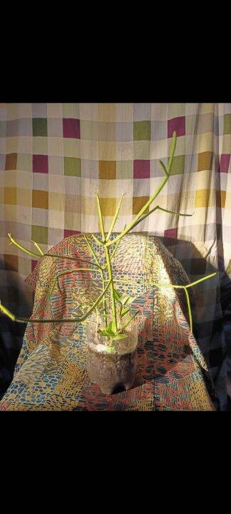 Stick Cactus (Medium) | Lazada PH