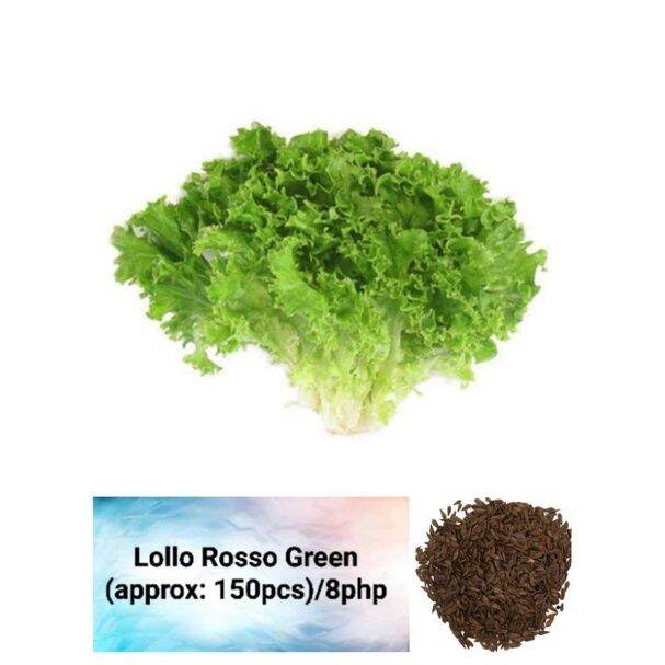 Lollo Rosso Green Lettuce Seeds | Lazada PH