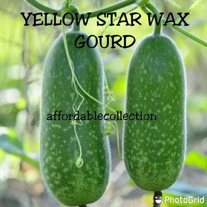(Seed) High Yield Yellow Star Wax Gourd Seed / Biji Benih Sayur Labu ...