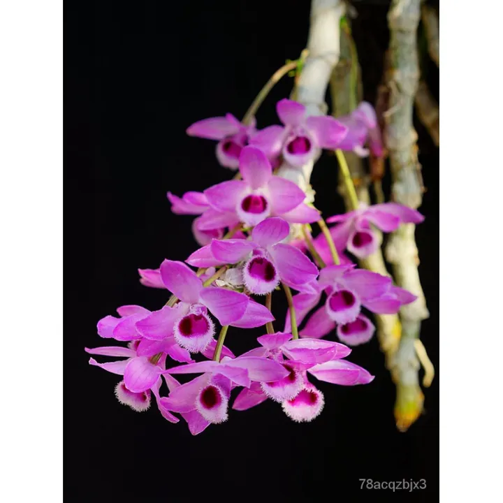 Musk Dendrobe Purple Petal Dendrobium Epiphyllum Orchid Flower Green ...