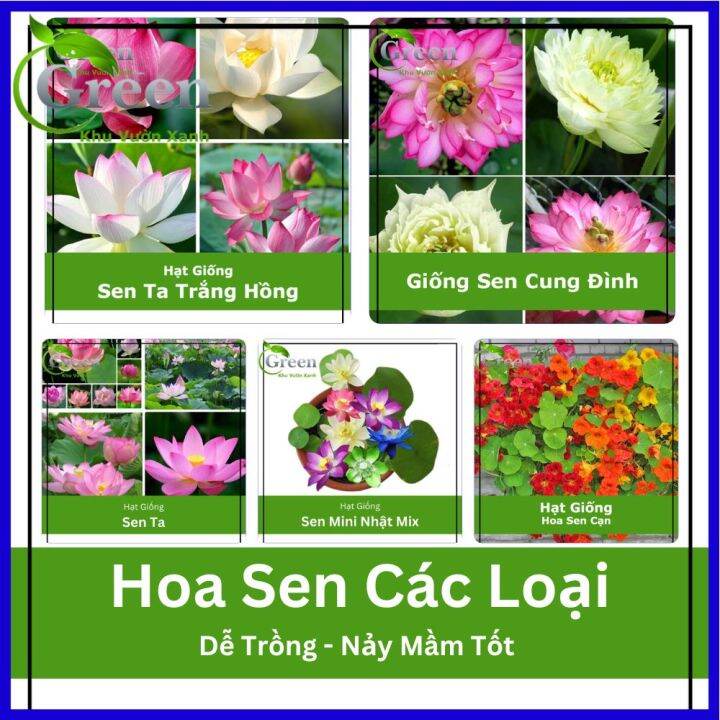 Hạt Giống Hoa Sen Nhiều Loại (Sen Mini Nhật, Sen Ta, Cung Đình,...) Dễ ...