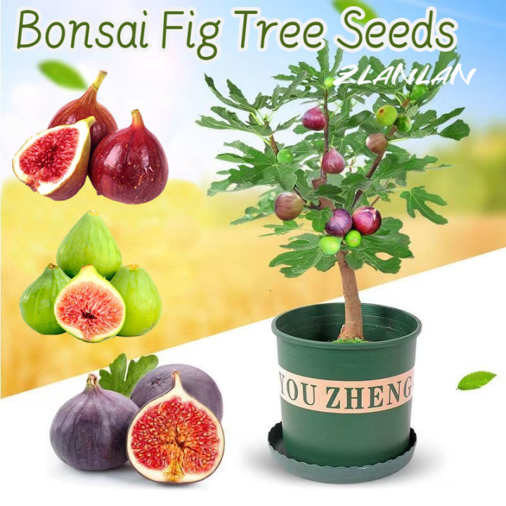 [Easy To Grow In Malaysia] Bonsai Fig Tree Plant Seeds for Planting ...