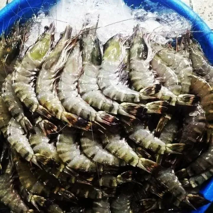 Fresh Hipon (Sugpo) | Lazada PH