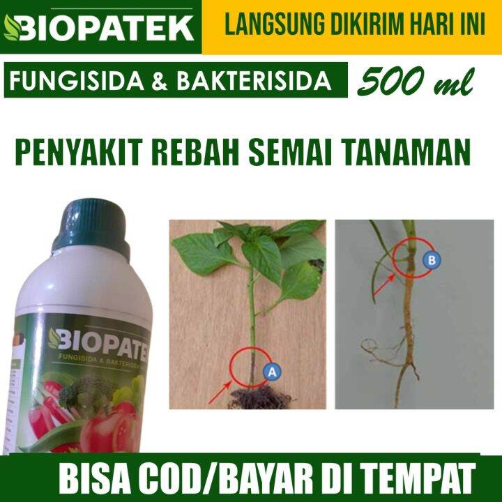 (100% AMPUH) Fungisida BIOPATEK Atasi Rebah Semai Tanaman Cabe Usia 5 ...