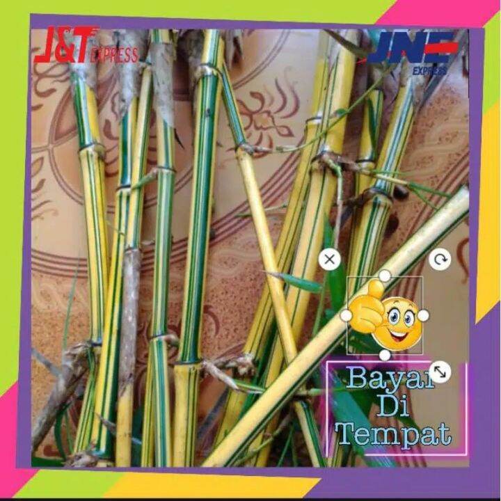 stek bambu kuning penangkal setan belek | Lazada Indonesia