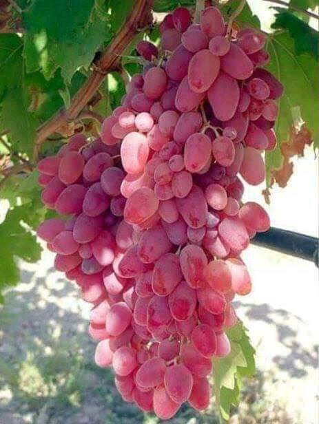 bibit anggur red master benih pohon tanaman buah di dalam pot ...