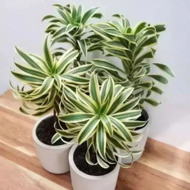 tanaman hias bambu hoki sri rejeki varigata putih pohon keberuntungan ...