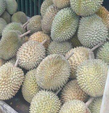 buah durian buah duren matang pohon manis dan murah | Lazada Indonesia