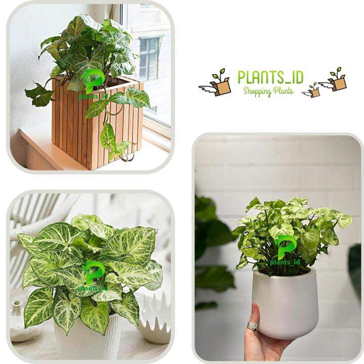 Tanaman Hias Rambat Gantung Syngonium White Buterfly Tanaman Indor dan ...