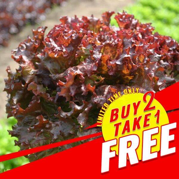 Buy Three Get Five (Not Plants)Lettuce - Red Lollo Rosa Lettuce Seeds ...