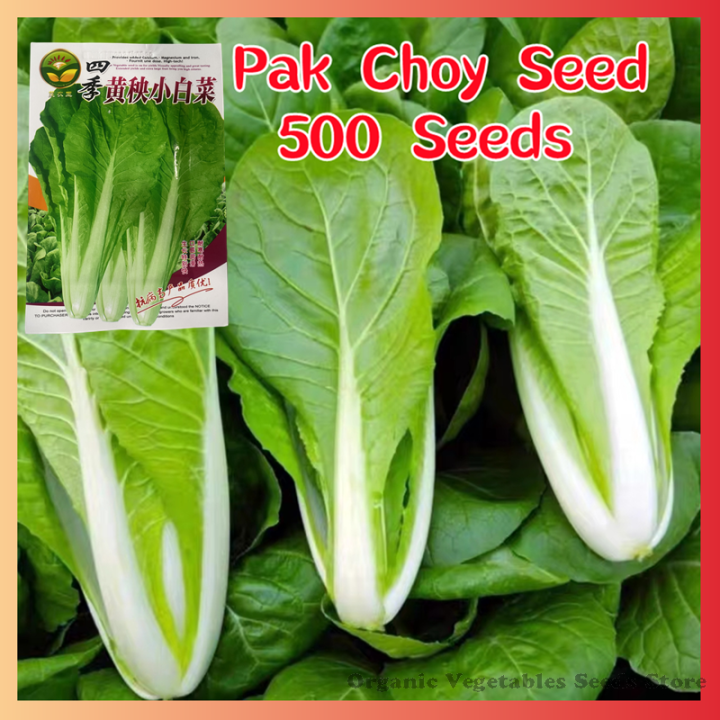 500 Seeds High Yield 30days Harverst Chinese Pakchoi Pechay Seeds for ...