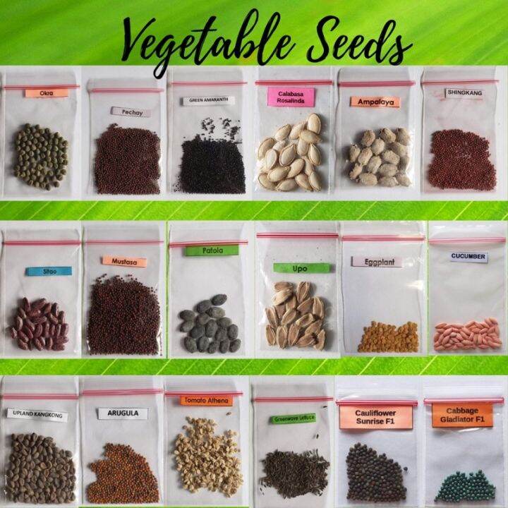 Vegatable Seeds Okra Pechay Kangkong Mustasa Lettuce Spinach Pipino ...