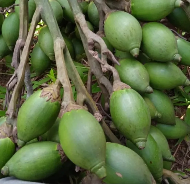 buah pinang muda satuan | Lazada Indonesia