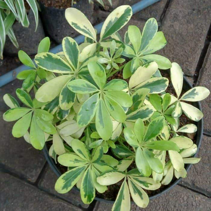 tanaman hias walisongo variegata | Lazada Indonesia