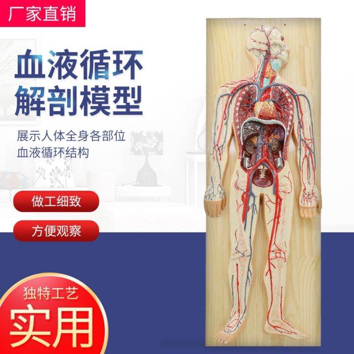 Human blood circulatory system model arterial and venous anatomy blood ...