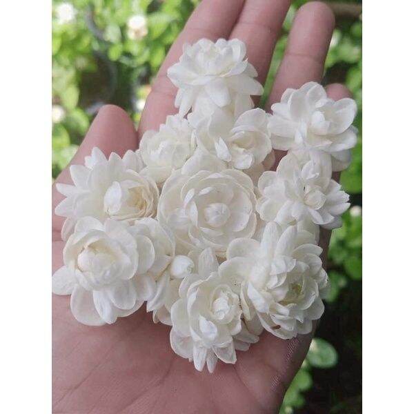 Pokok Bunga Melur Jepun Real Plant hotselling indoor outdoor rare ...