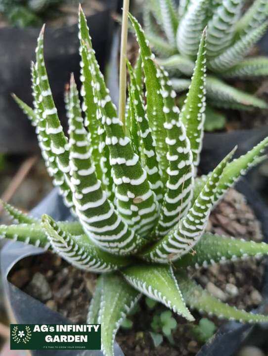 Zebra Cactus Plant " Haworthia Fasciata" Live Plant with FREE plastic ...
