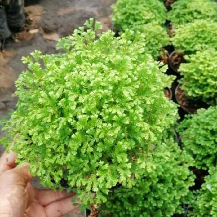 tanaman hias lumut ambon - tanaman pot lumut kribo | Lazada Indonesia