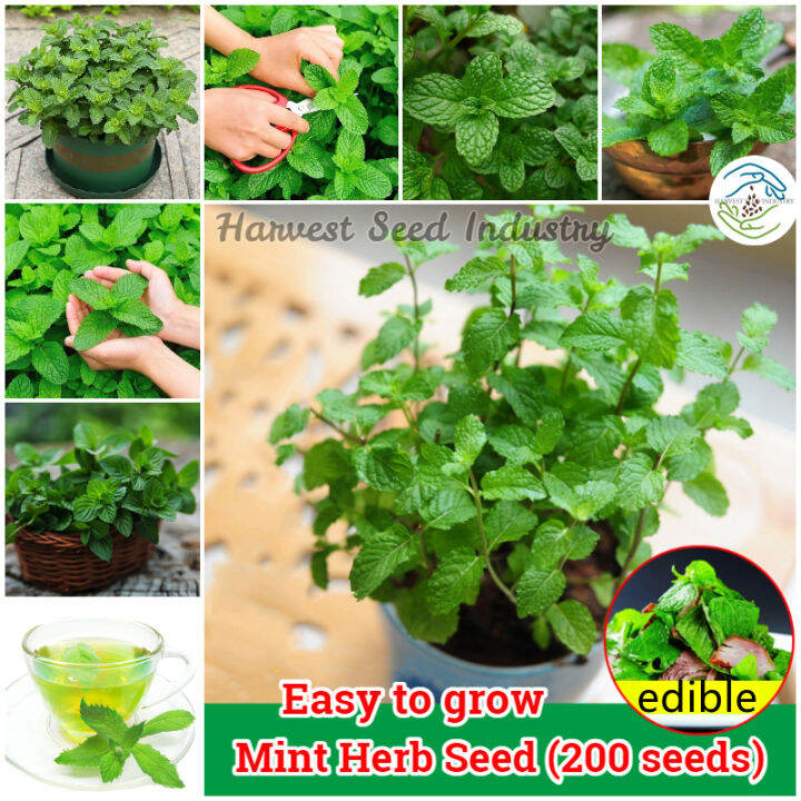 Easy to grow丨Edible Perfume Mentha Mint Herbs Seeds for Planting (200 ...