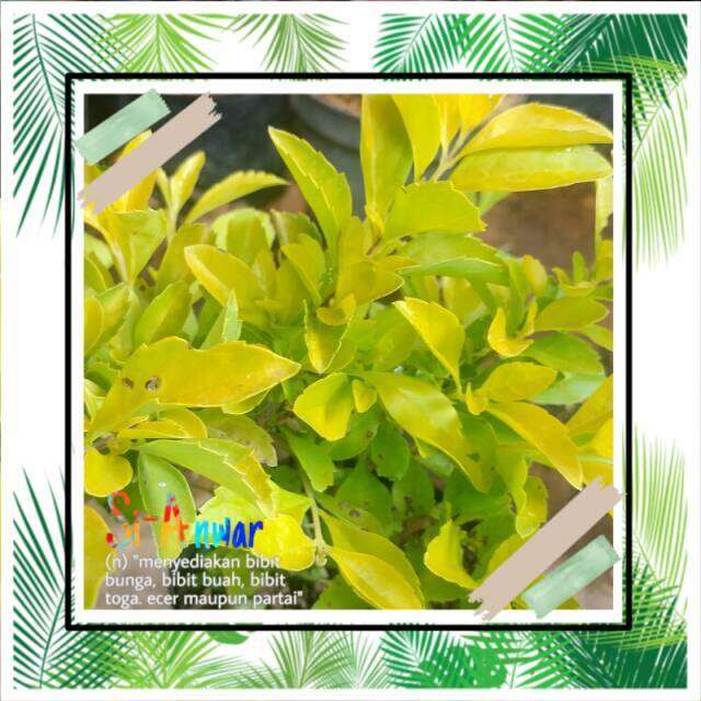 Tanaman penitian kuning | Lazada Indonesia