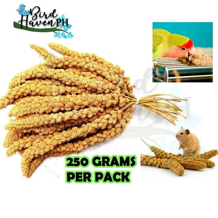 Millet Spray 250grams Select from Red or Yellow Millet bird seed also ...